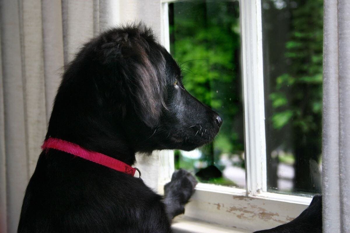 Entendendo e lidando com a ansiedade de separação em cachorros - KitabPet Entendendo e lidando com a ansiedade de separação em cachorros - KitabPet